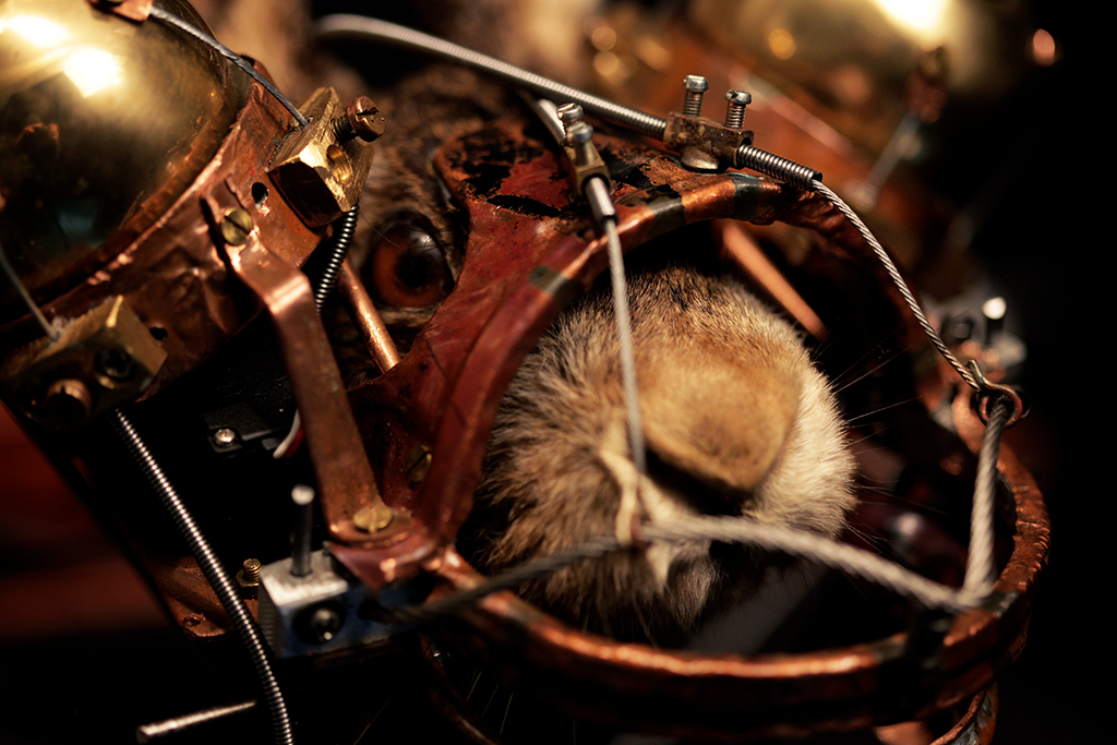 HOW A DEAD HARE EXPLAINS PAINTINGS | Christiaan Zwanikken