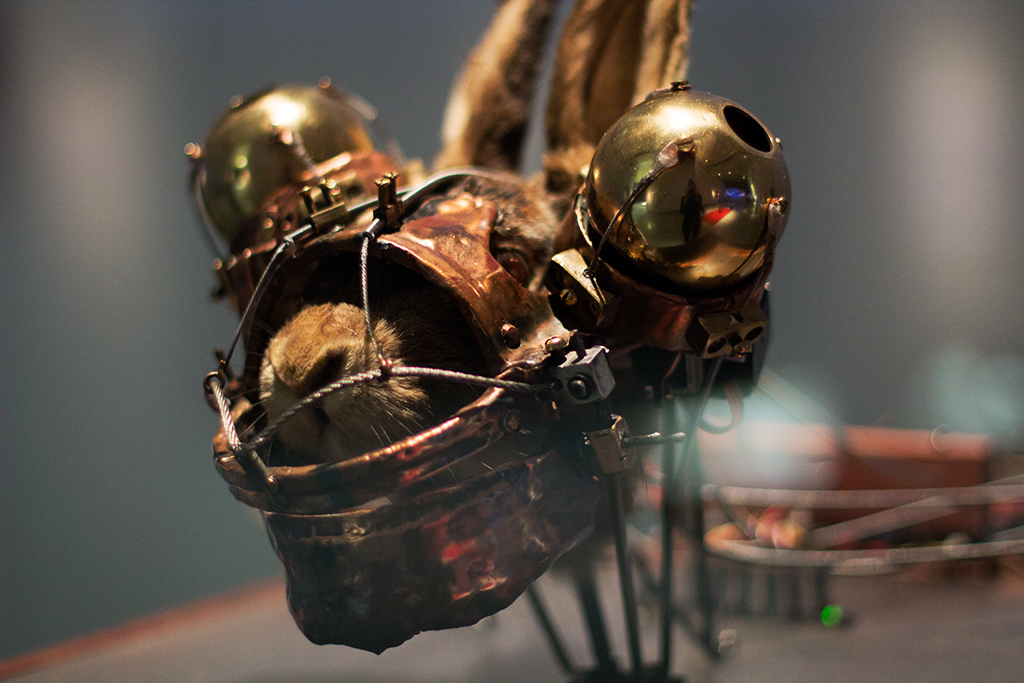 HOW A DEAD HARE EXPLAINS PAINTINGS | Christiaan Zwanikken